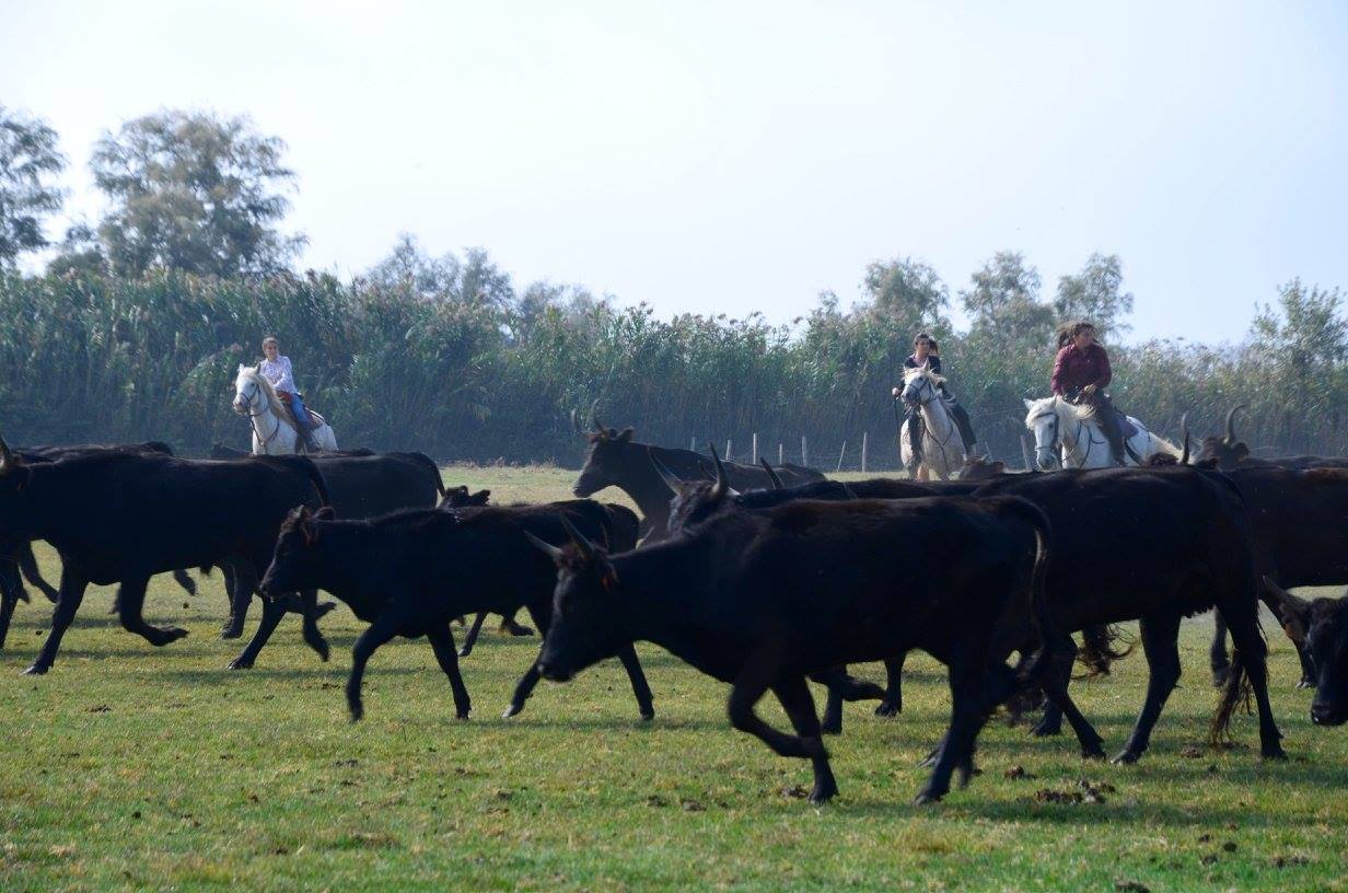 Les 30 ans de la manade de Franquevaux - Voir Plus