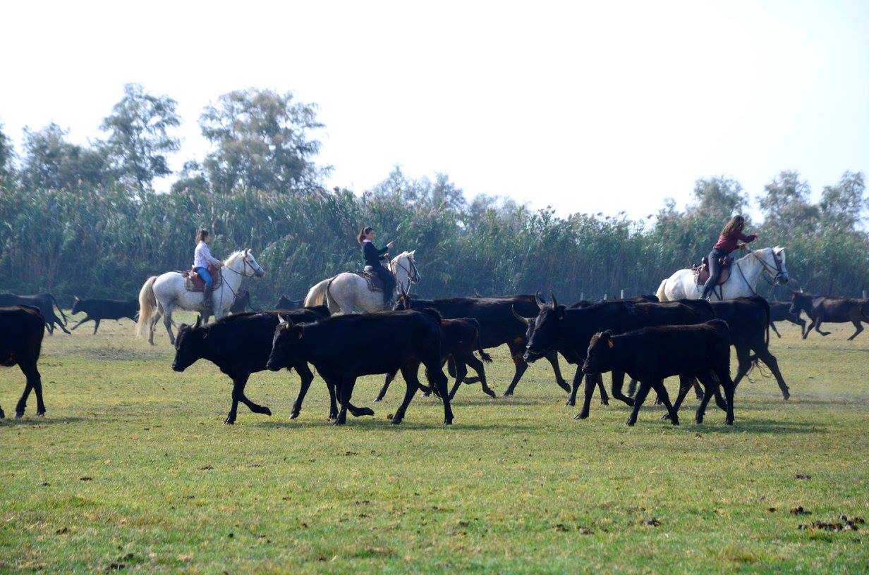 Les 30 ans de la manade de Franquevaux - Voir Plus