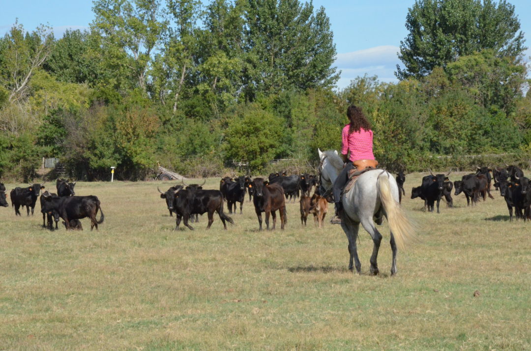 Les 30 ans de la manade de Franquevaux - Voir Plus