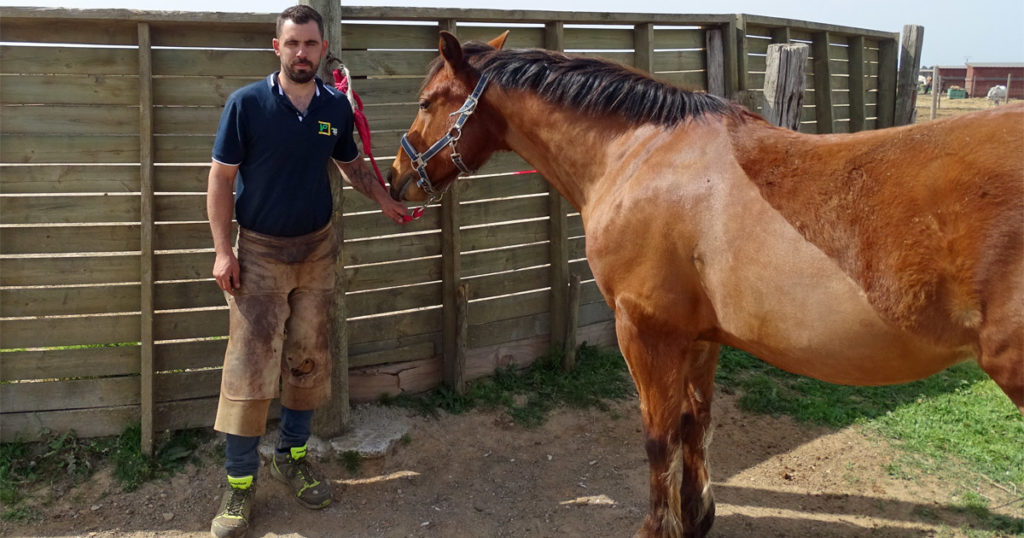 Maréchal-ferrant : un métier exigeant mais aussi une passion - Voir Plus